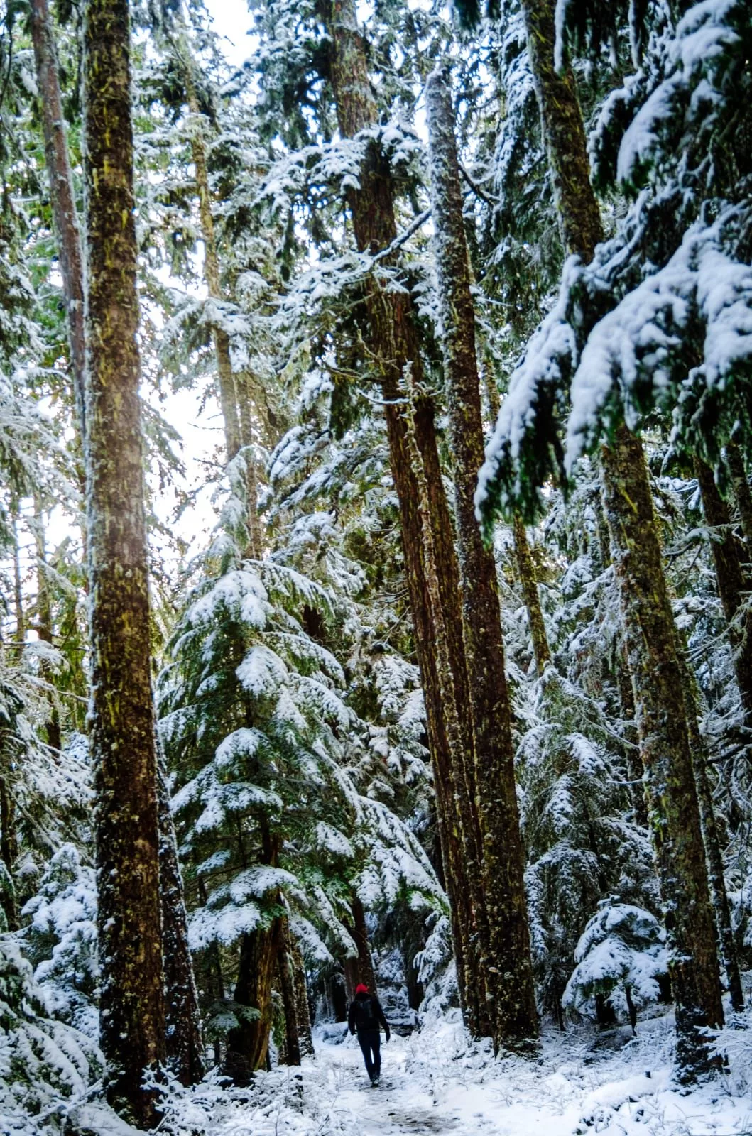 How to Navigate a Dark and Lonely Winter - Whim & Wisdom